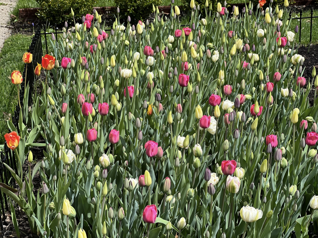 Tip Toeing Through the Tulips (and, other things associated with spring ...